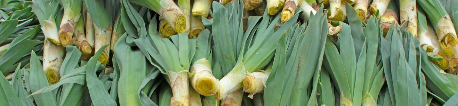 Çiriş Otu Nedir? Faydaları ve Kullanım Yöntemleri nelerdir? - Online Yaşam